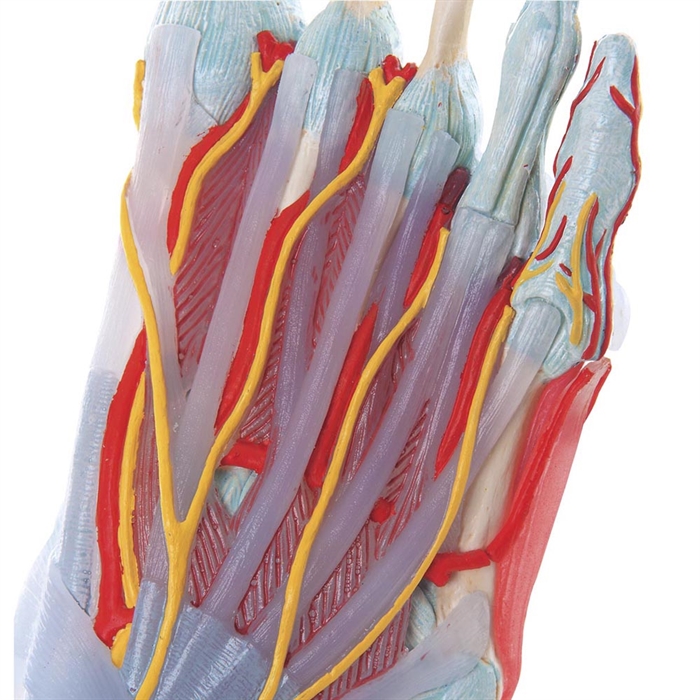 Fod med muskler, kar, nerver og ligamenter, anatomisk model, 6 dele